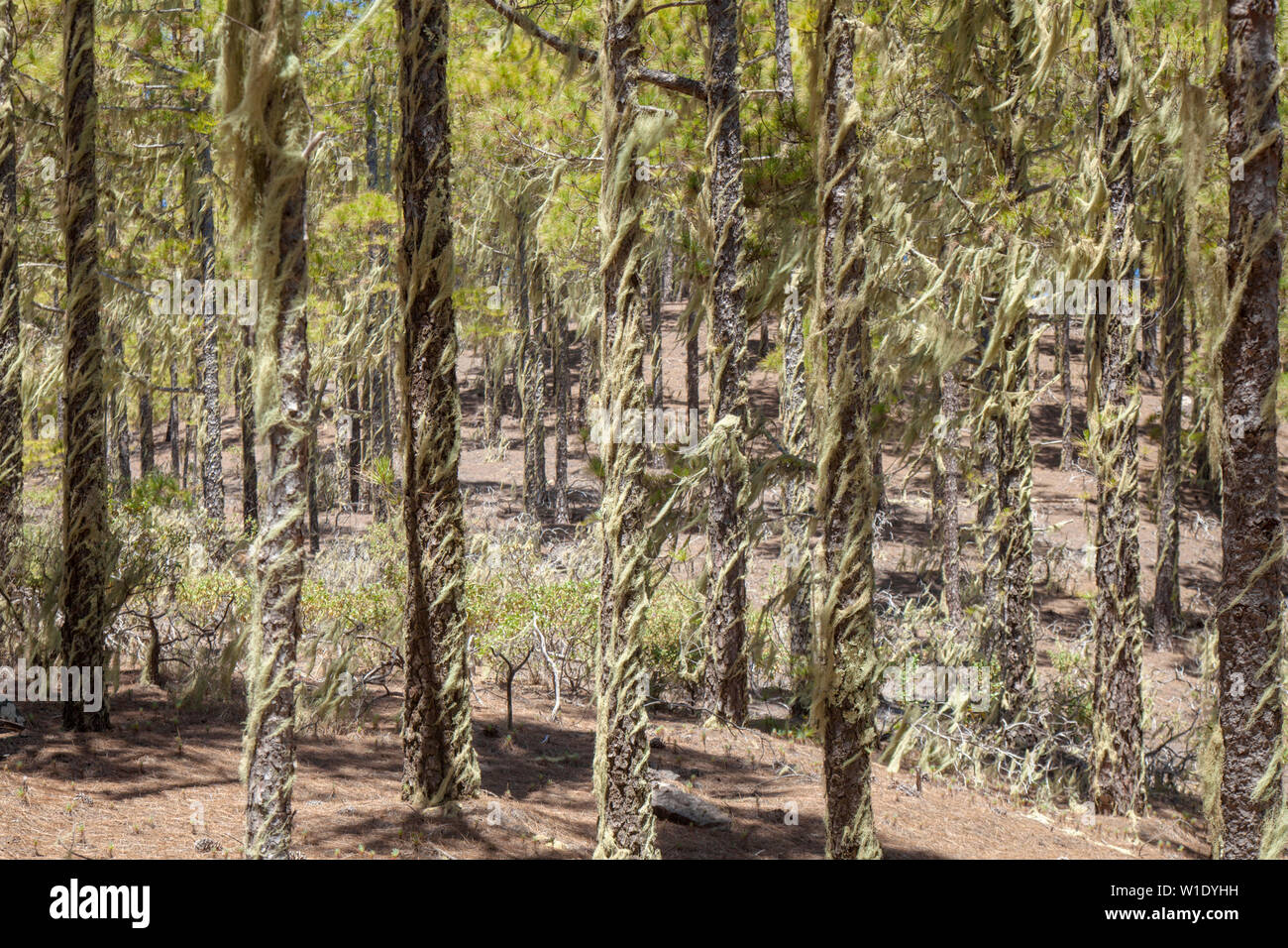 Gran Canaria, June, nature park Tamadaba, Canary Pine tree trunks ...