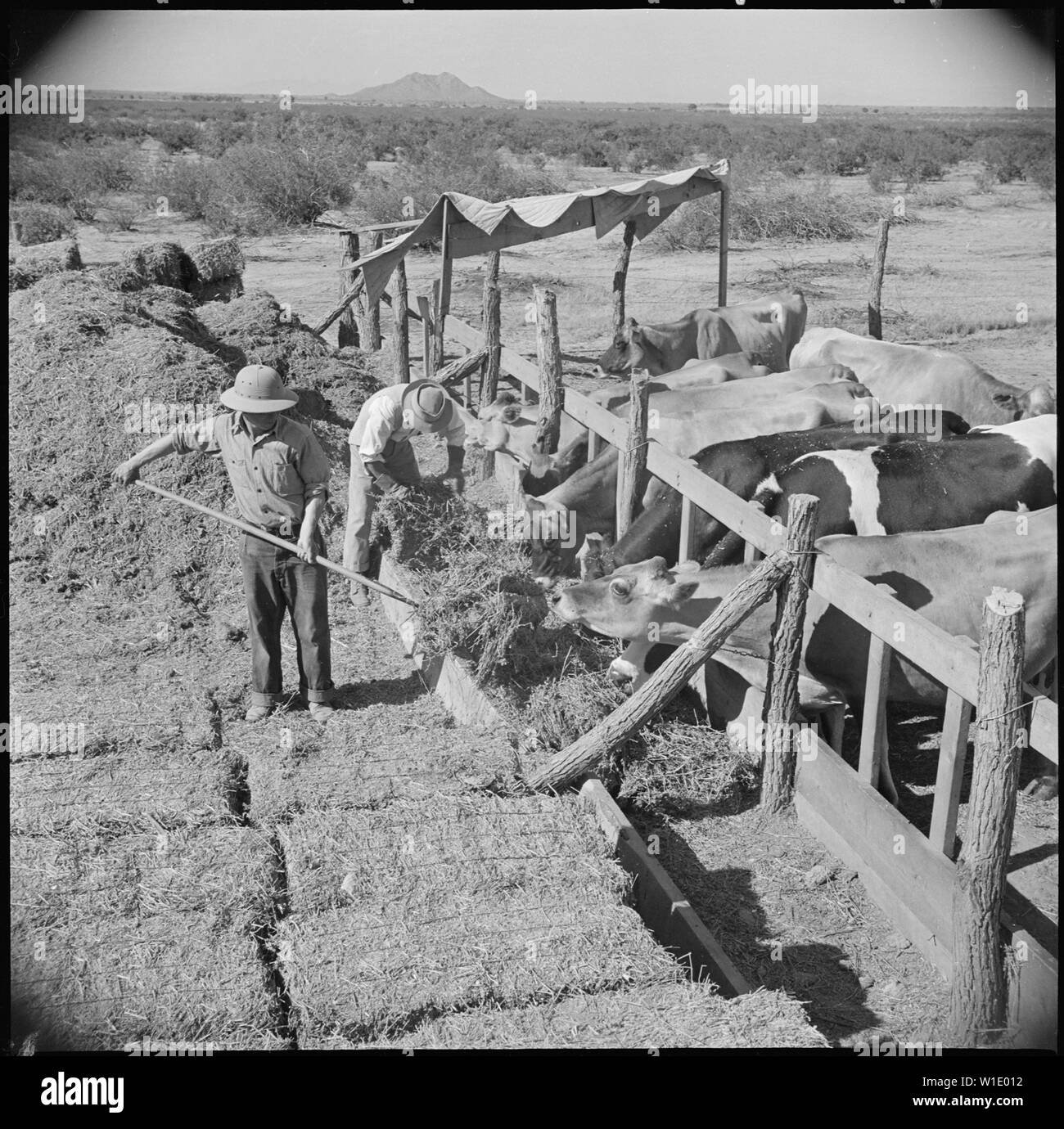 Gila River Relocation Center, Rivers, Arizona. M. Fujita is pictured ...