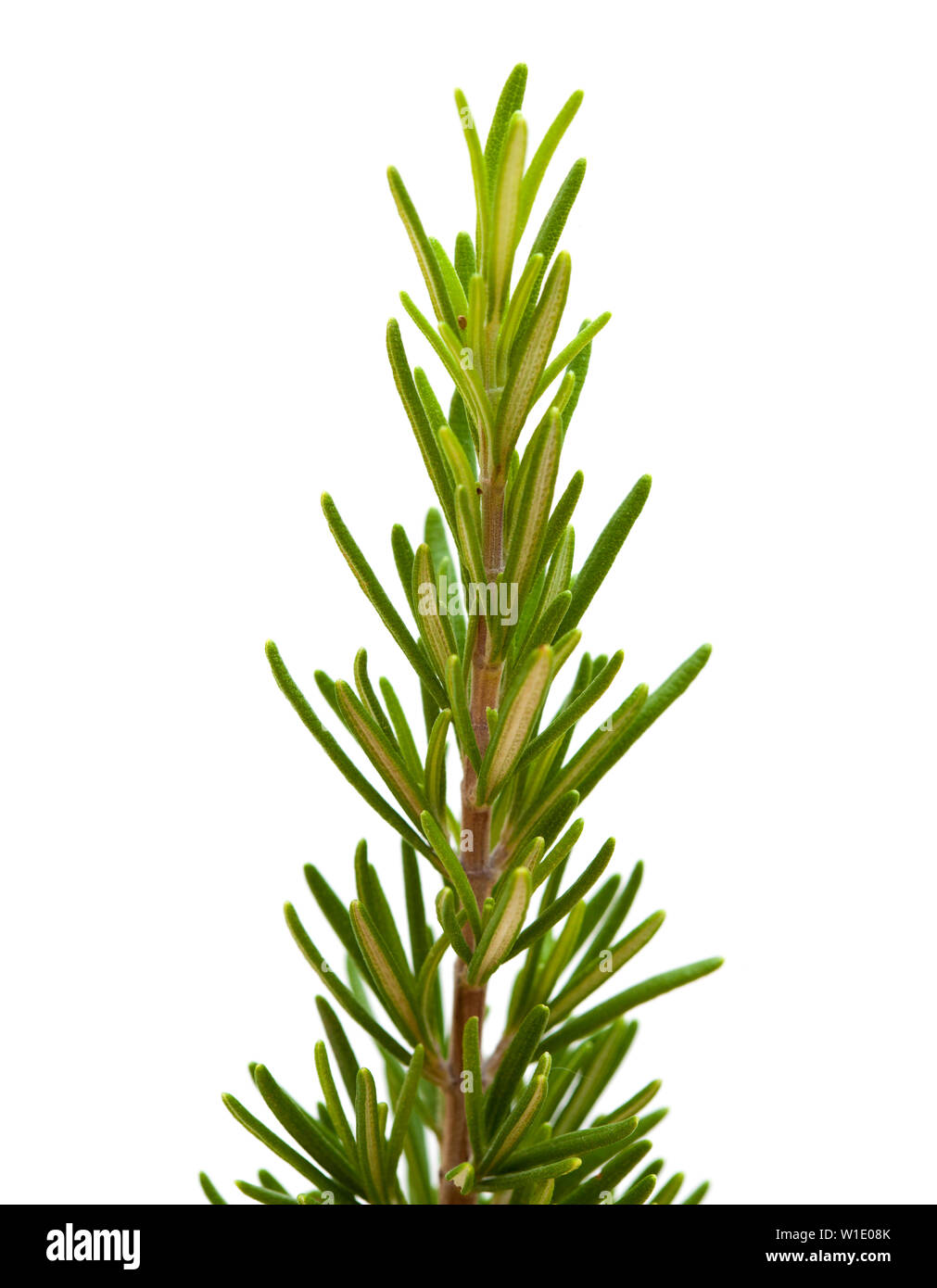 young rosemary branch isolated on white background Stock Photo - Alamy