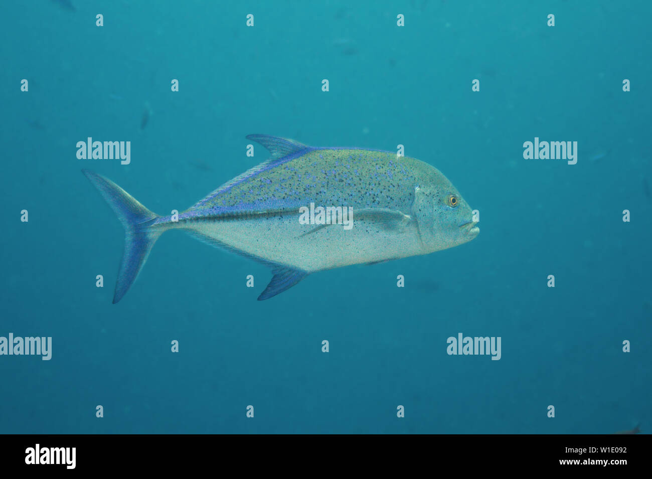 Indian ocean fish hi-res stock photography and images - Alamy