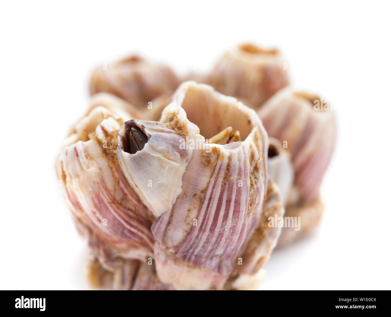 dry barnacles shells isolated on white background Stock Photo - Alamy