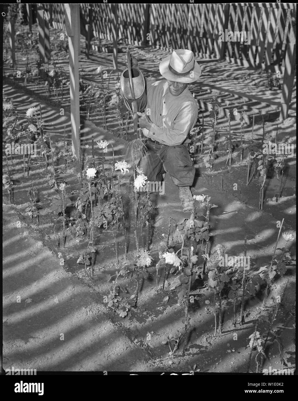 Gila River Relocation Center, Rivers, Arizona. Watering chrysanthemum ...