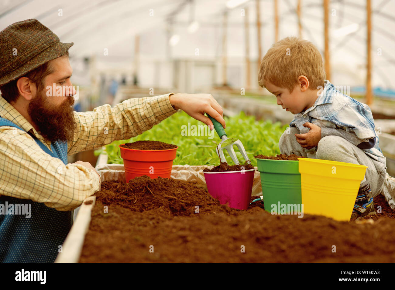planting together. father and son planting together in greenhouse ...