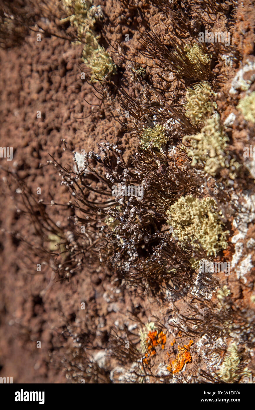 Roccella canariensis hi-res stock photography and images - Alamy
