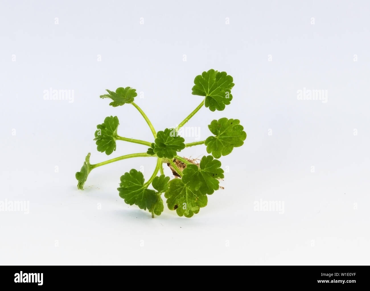 Weed isolated on white background Stock Photo - Alamy