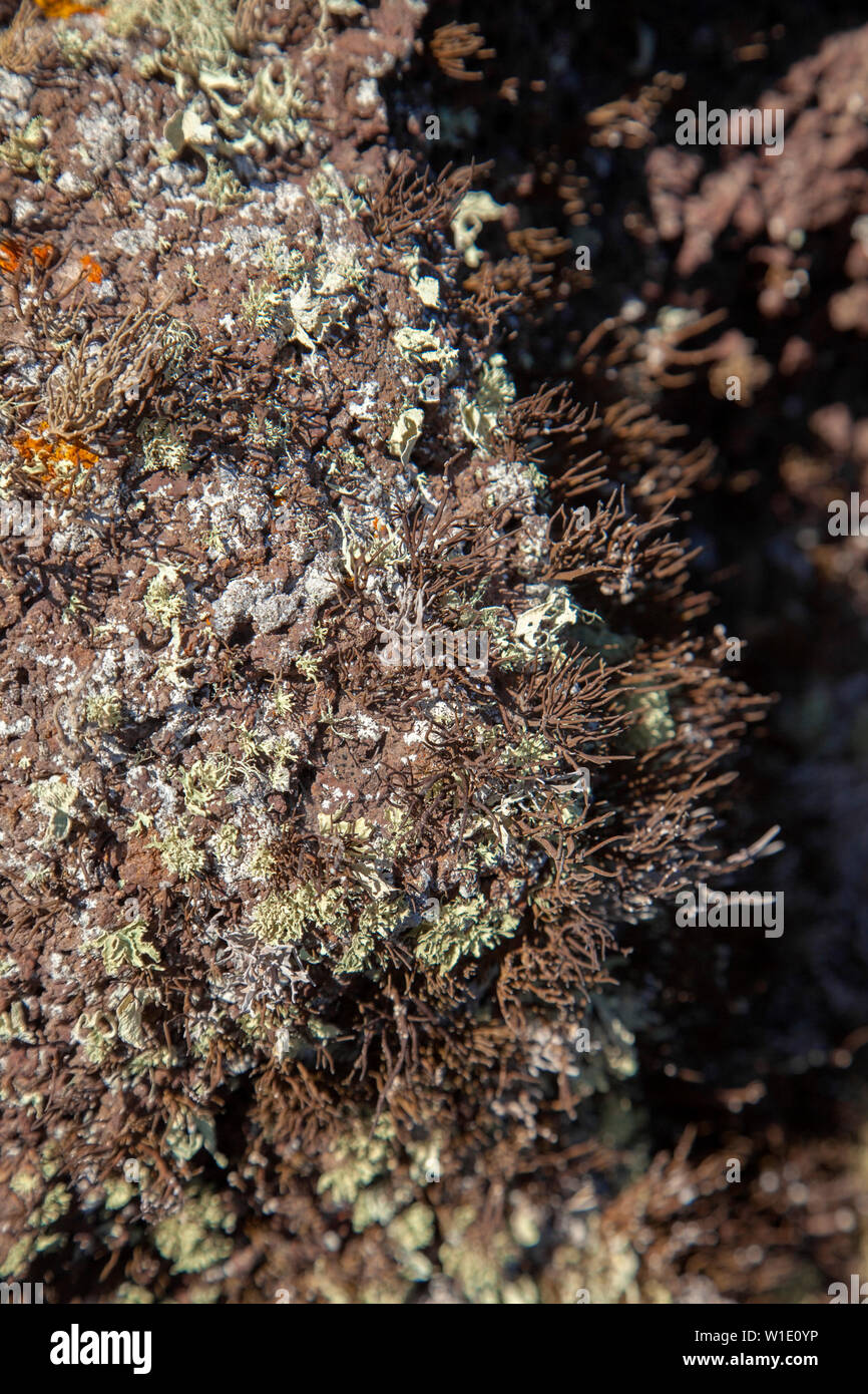Orchilla lichen roccella canariensis hi-res stock photography and ...