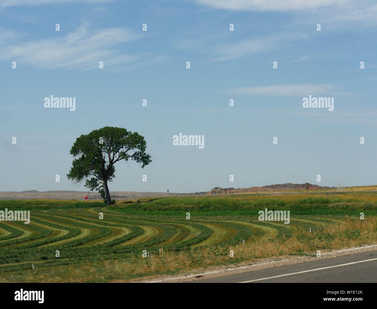 Newly planted crops with a lone tree in a field along the Bighorn Basin ...
