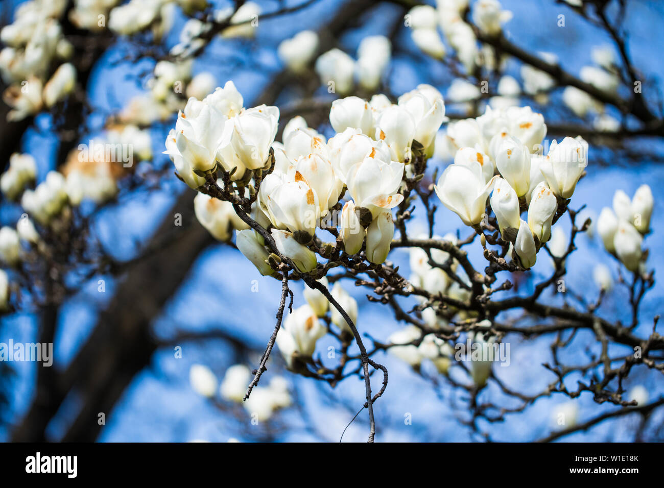 Magnolia flower tree in the nature background Stock Photo - Alamy