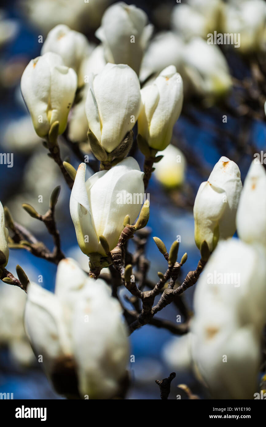 Magnolia flower tree in the nature background Stock Photo - Alamy