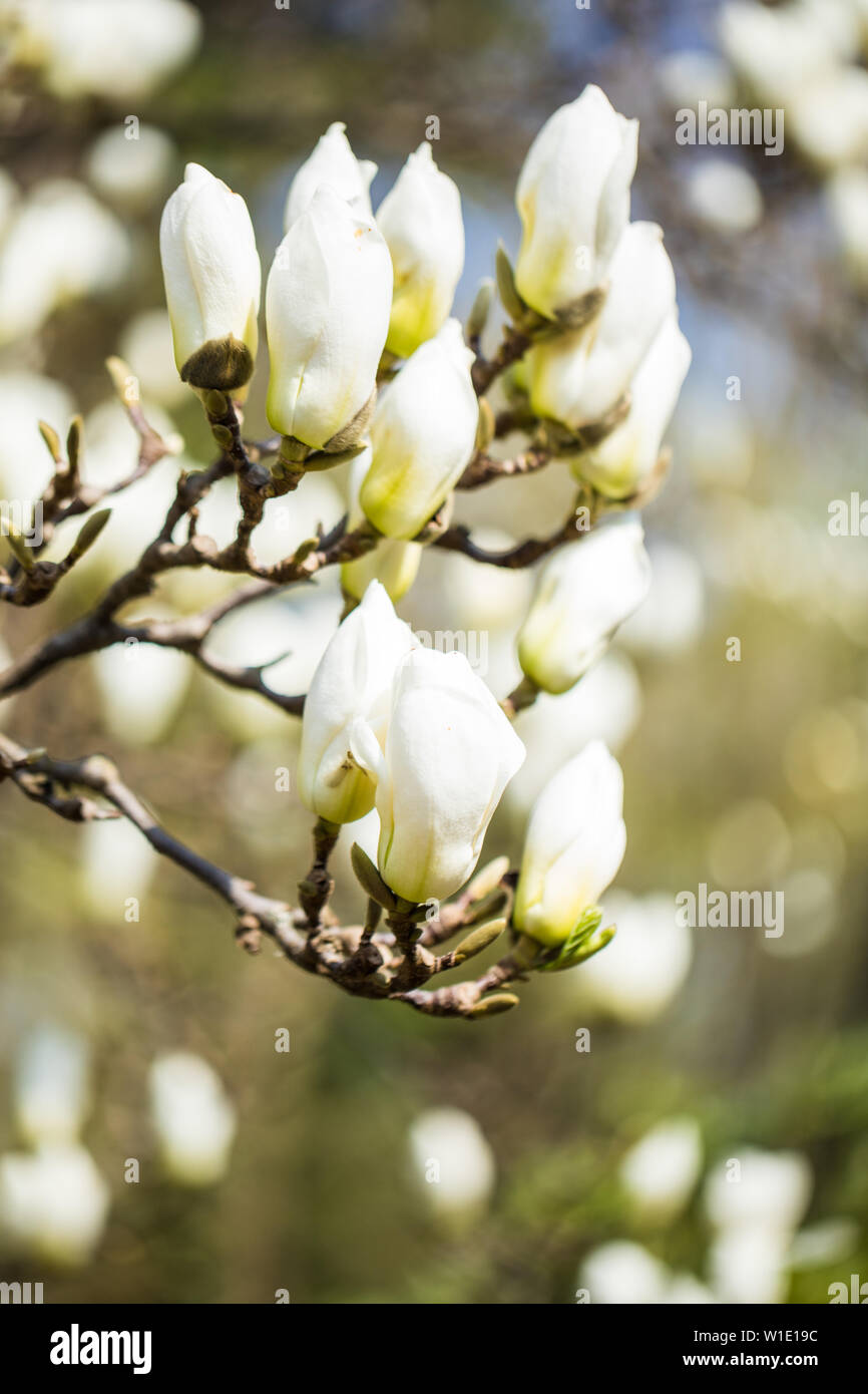 Magnolia flower tree in the nature background Stock Photo - Alamy