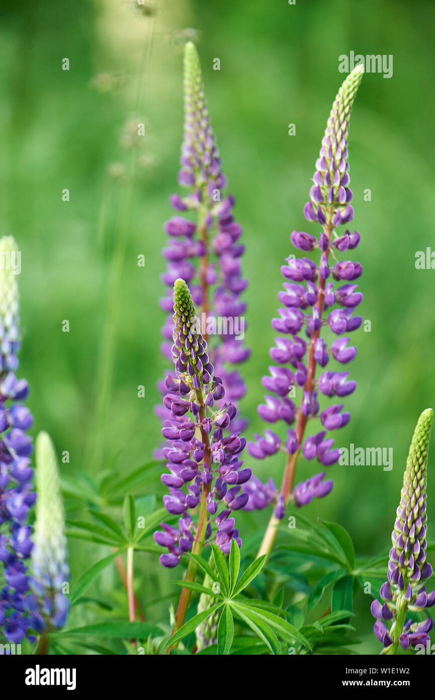Wild lupins (Lupinus perennis) groing on side of road, Petite Riviere ...