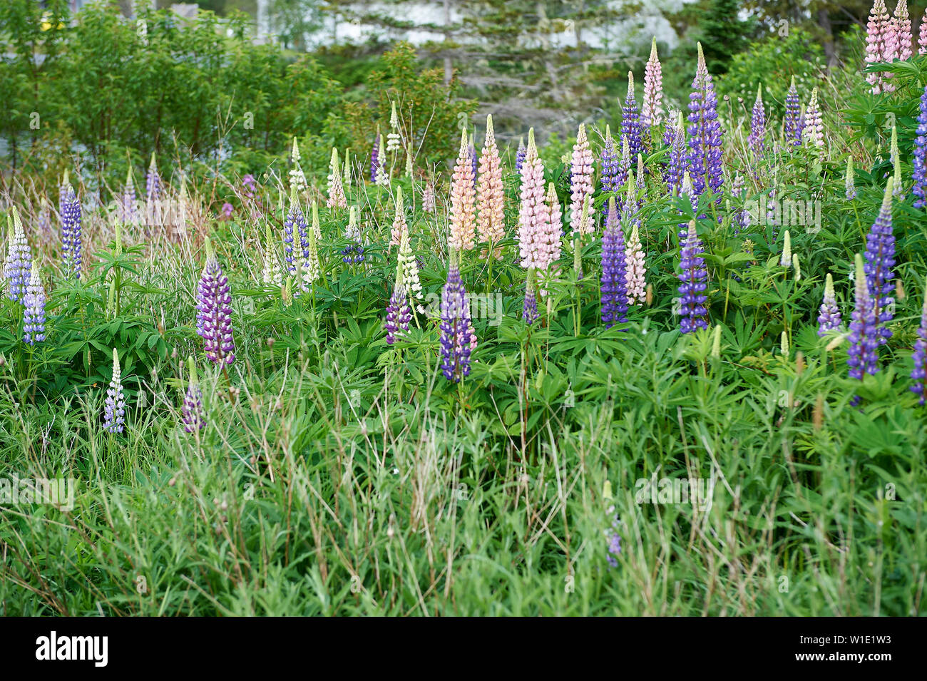 Wild lupins (Lupinus perennis) groing on side of road, Petite Riviere ...