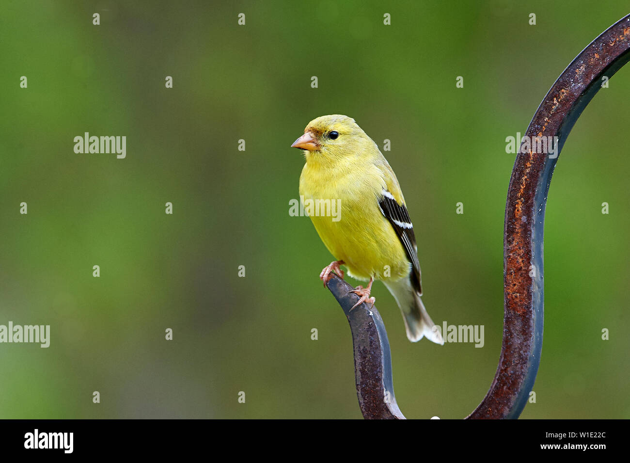 American Goldfinch Female