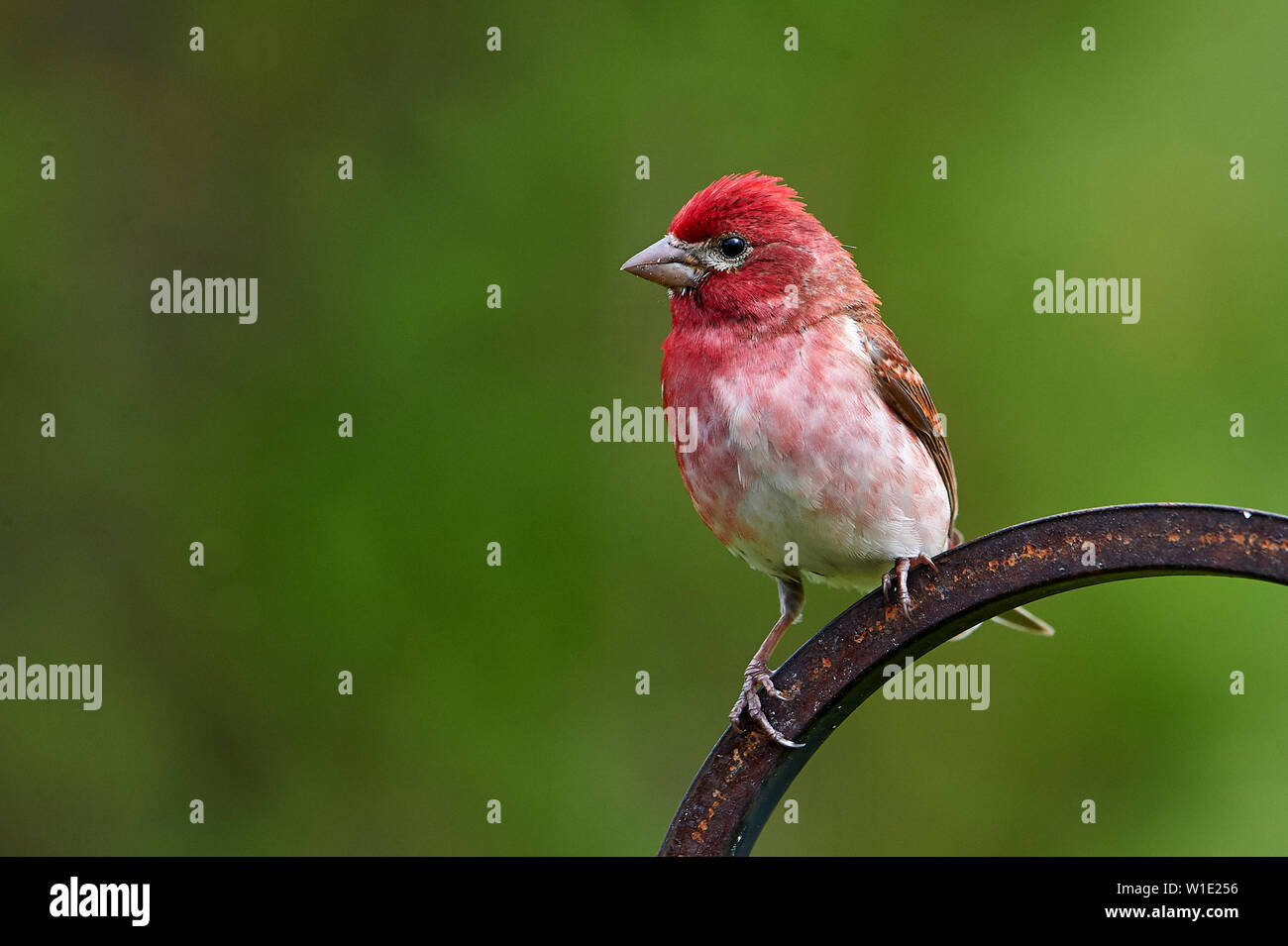 Purple Finch (Carpodacus purpureus) perched in a garden Cherry Hill ...