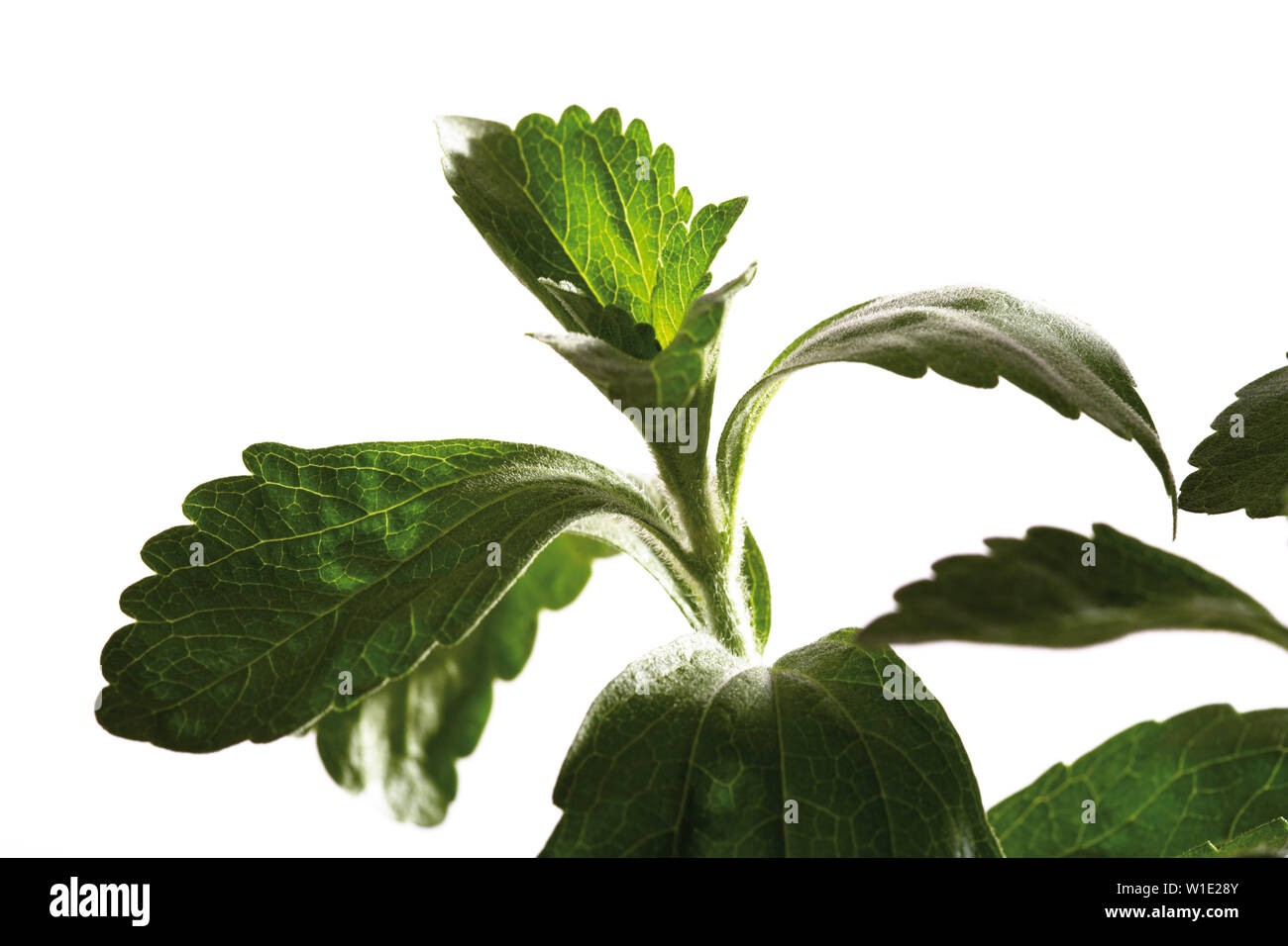 Aztec Food High Resolution Stock Photography and Images - Alamy