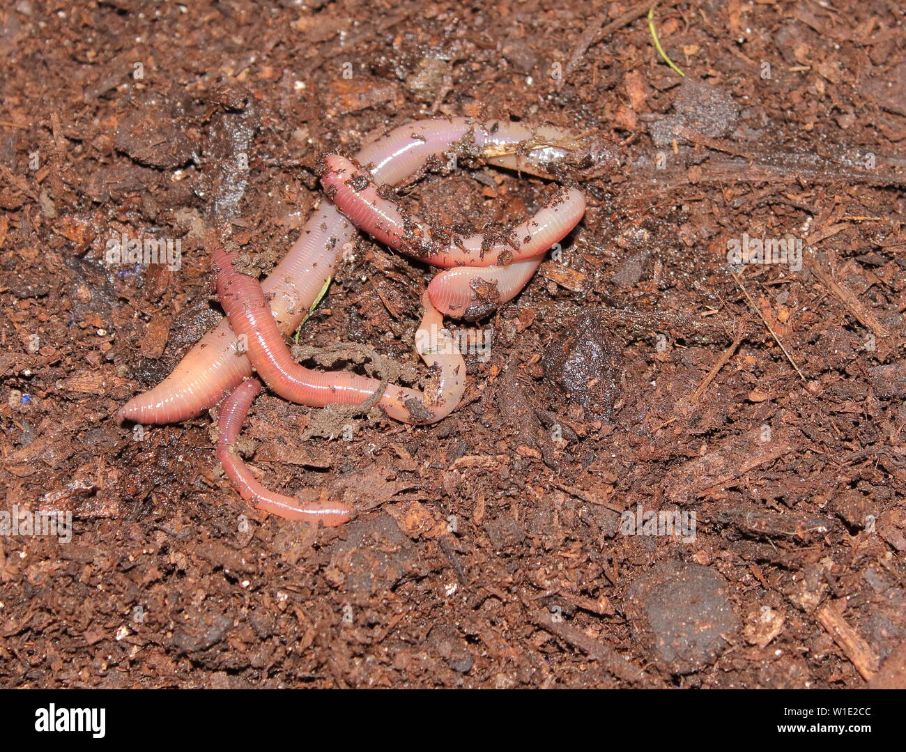 Compost worms hi-res stock photography and images - Alamy