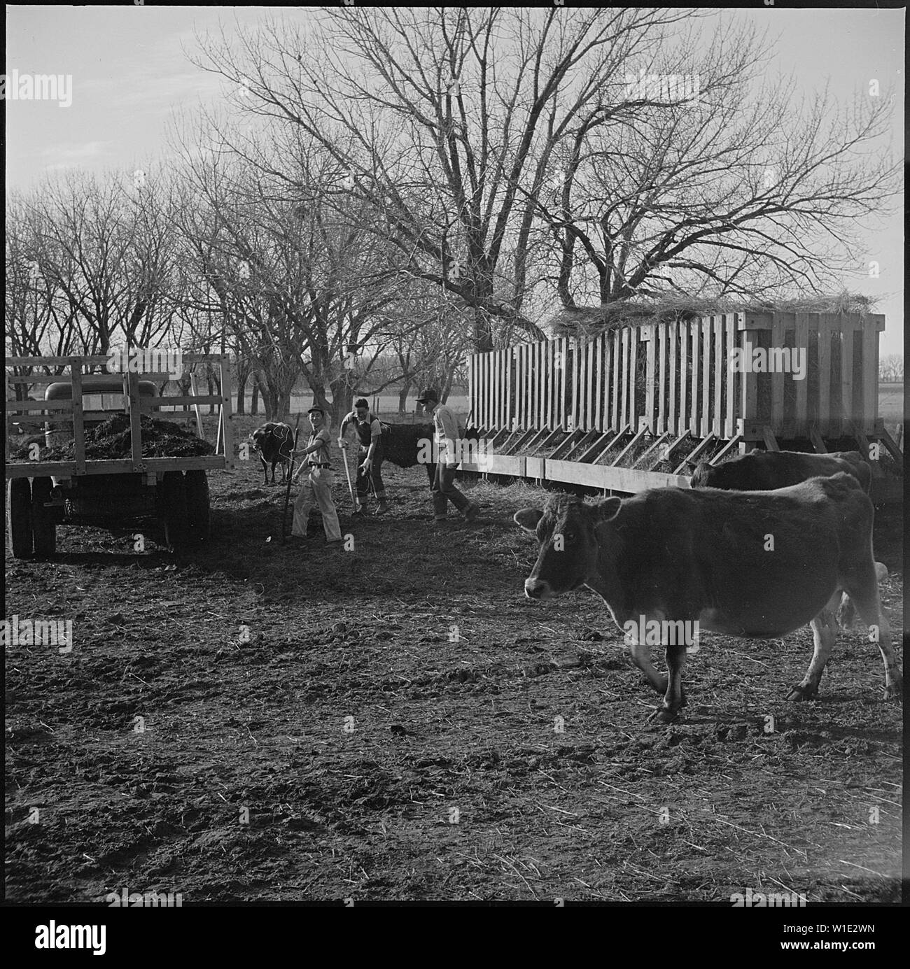 Granada Relocation Center, Amache, Colorado. Ag students cleaning the ...