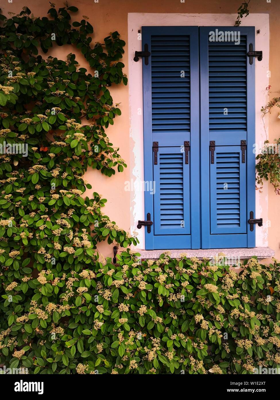 Plants around a window hi-res stock photography and images - Alamy