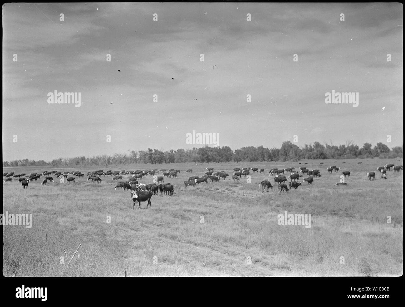 Granada Relocation Center, Amache, Colorado. Amache farm cattle on one ...