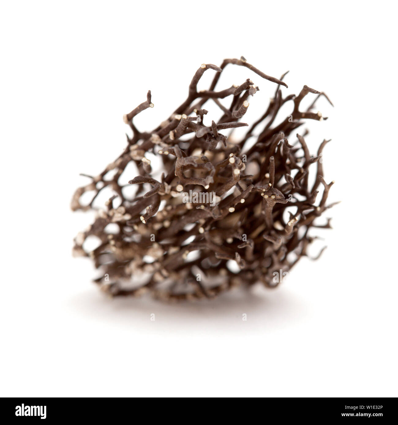 Major source Cut Out Stock Images & Pictures - Alamy