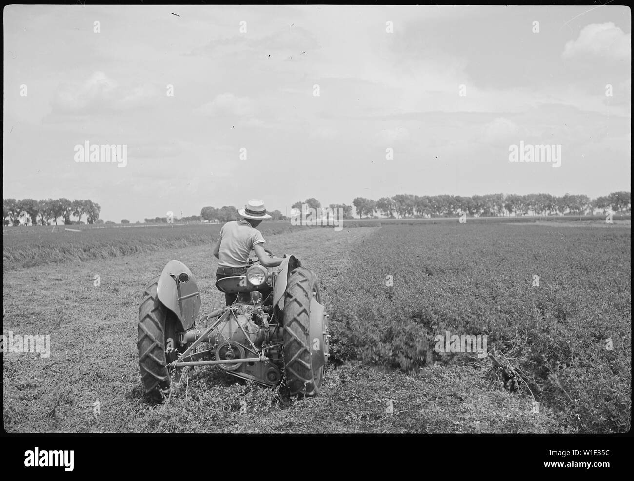 Granada Relocation Center, Amache, Colorado. An evacuee cutting hay on ...