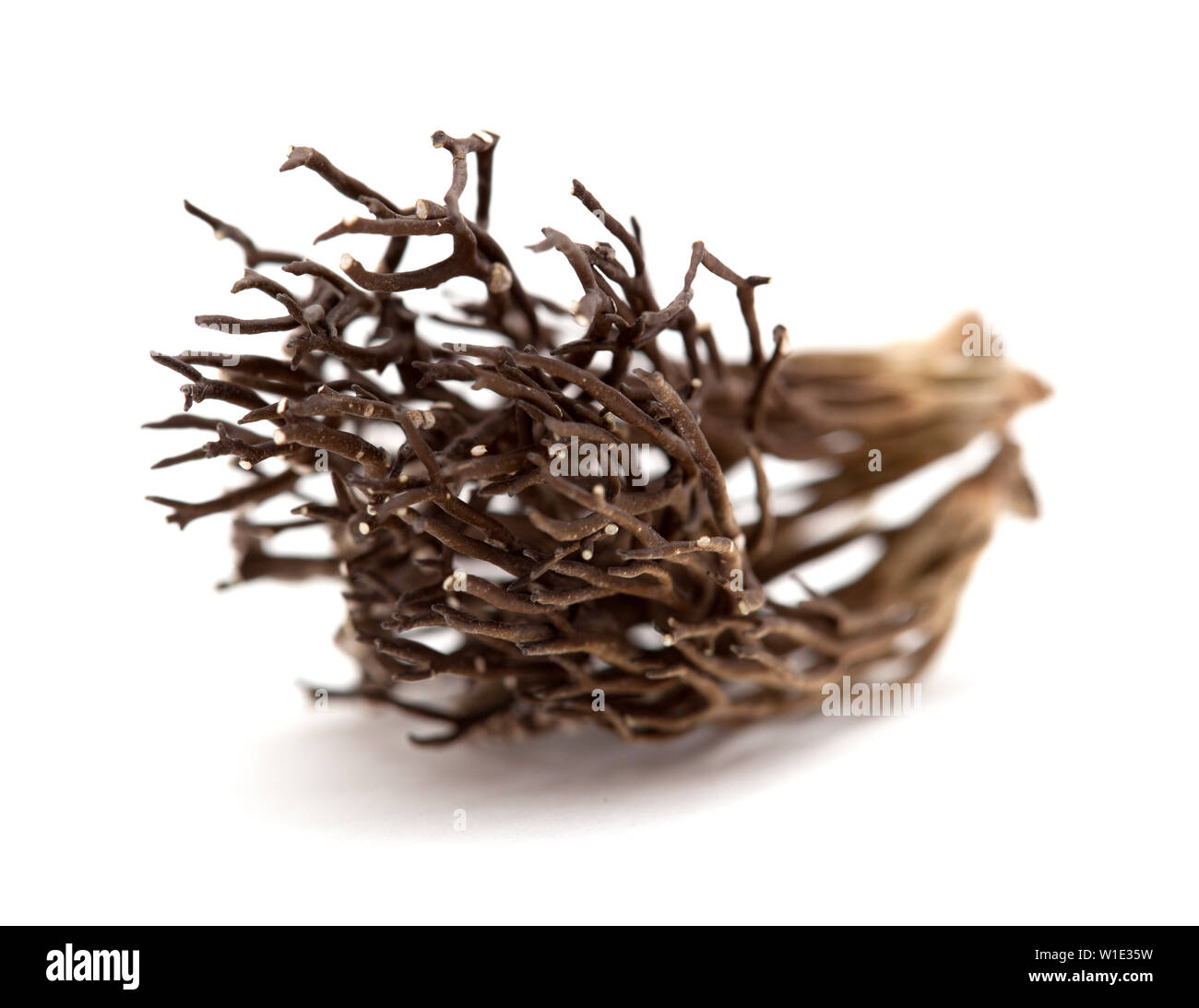 Orchilla lichen roccella canariensis hi-res stock photography and ...