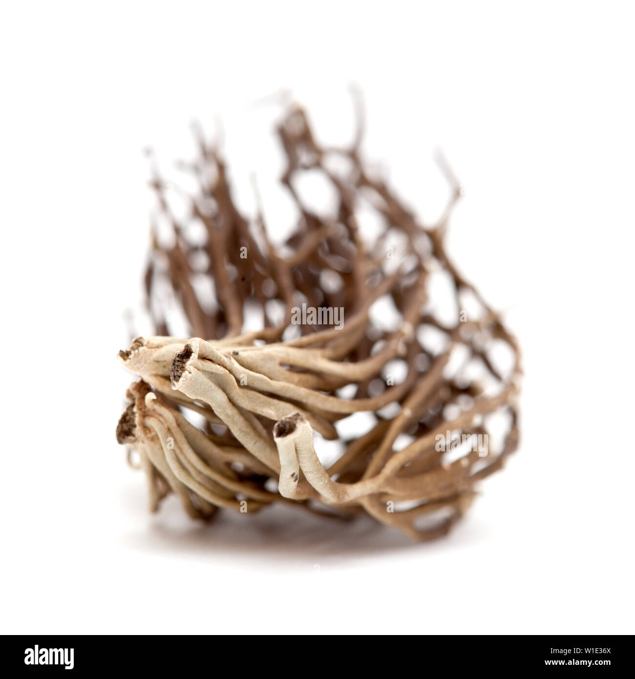 Roccella canariensis lichen, endemic of Canary Islands, locally known ...