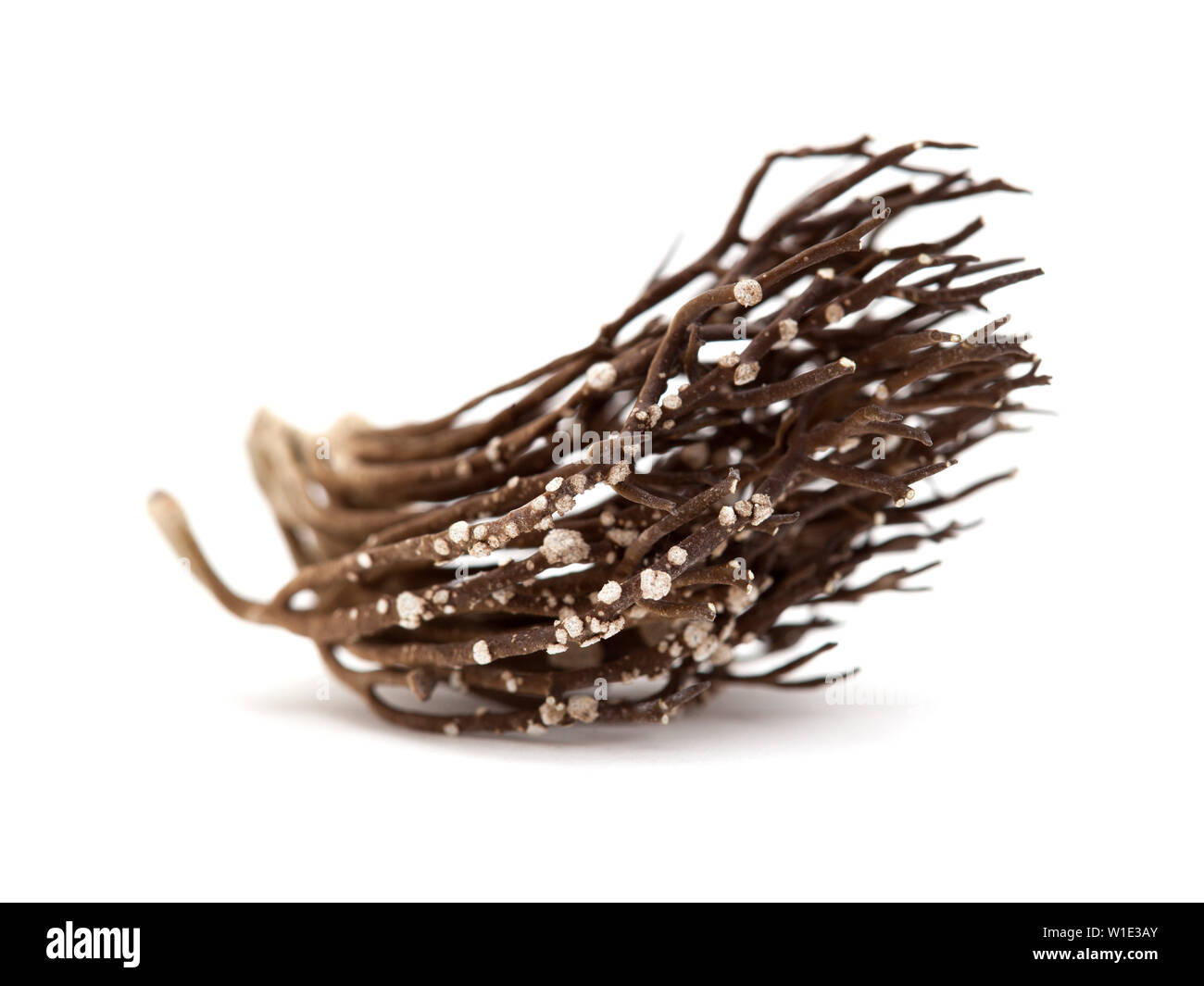 Lichen roccella canariensis hi-res stock photography and images - Alamy