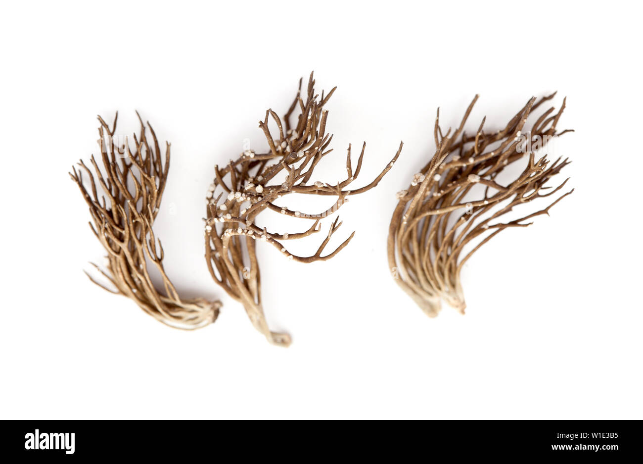 Orchilla lichen roccella canariensis hi-res stock photography and ...