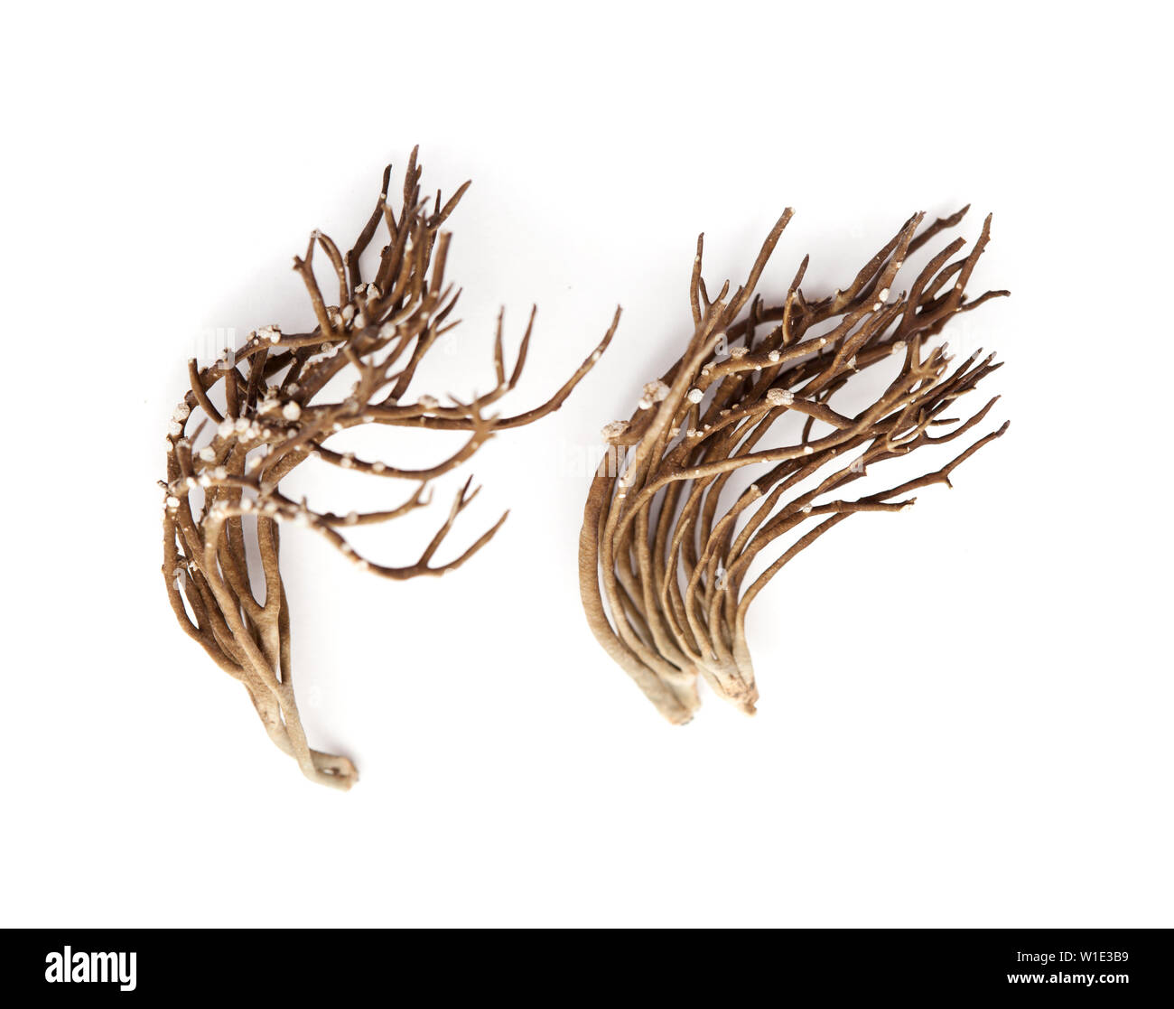 Orchilla lichen roccella canariensis hi-res stock photography and ...