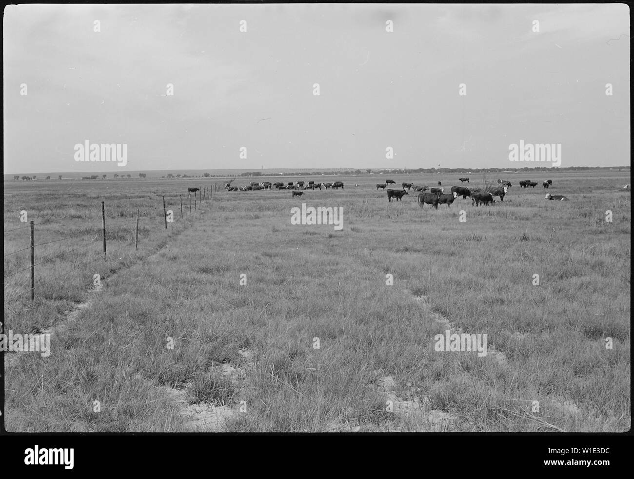 Granada Relocation Center, Amache, Colorado. Cattle on the XY Ranch ...