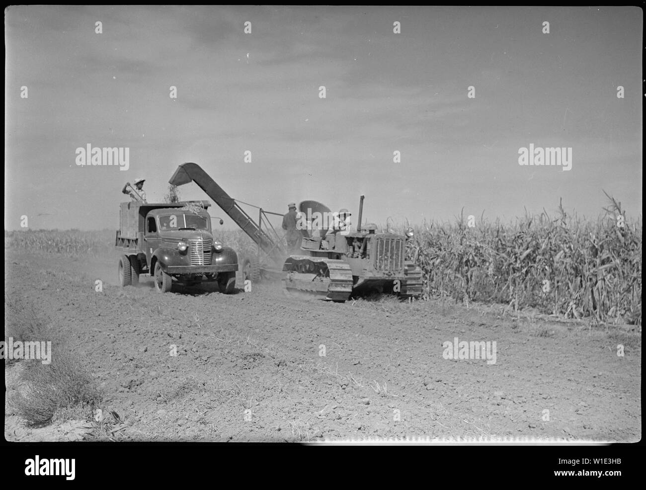Granada Relocation Center, Amache, Colorado. Cutting corn on the Amache ...