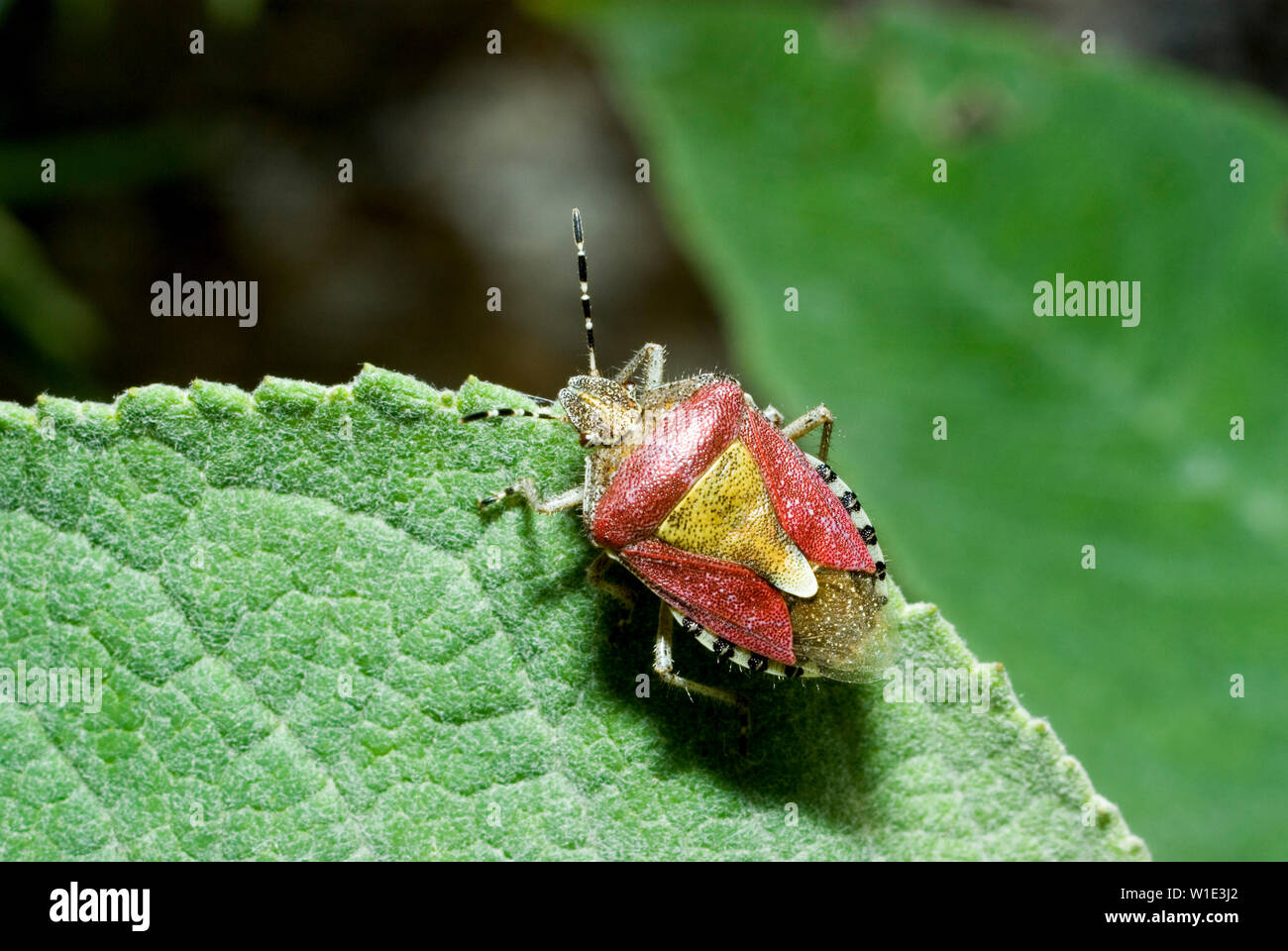 Shieldbug leaf hi-res stock photography and images - Alamy