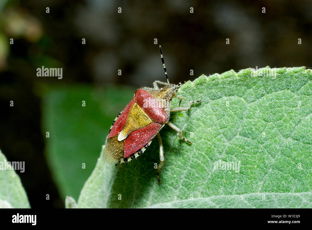 Hairy bug hi-res stock photography and images - Alamy