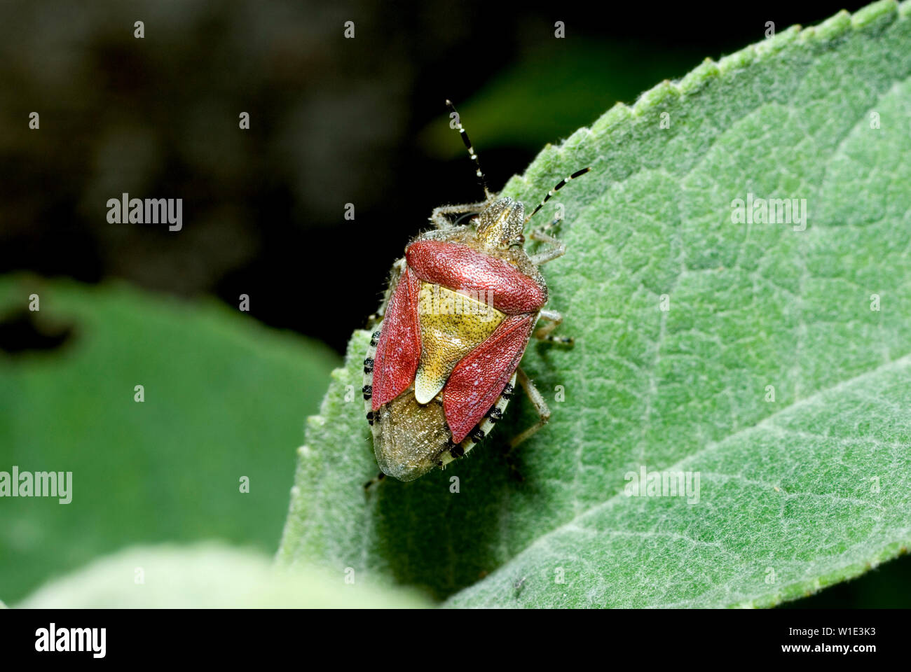 Brown hairy beetle hi-res stock photography and images - Alamy
