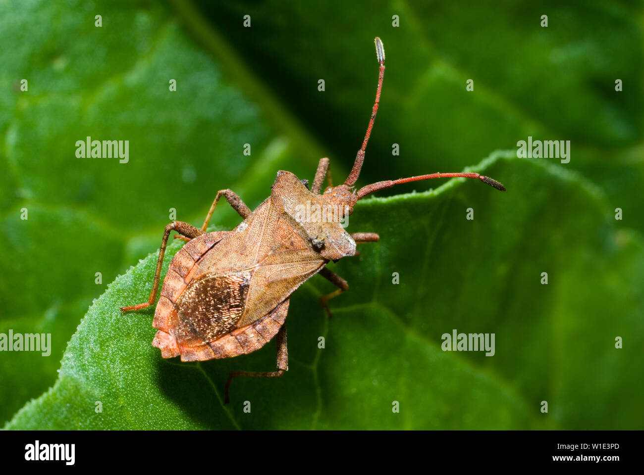 Brown Shield Bug Stock Photo - Alamy
