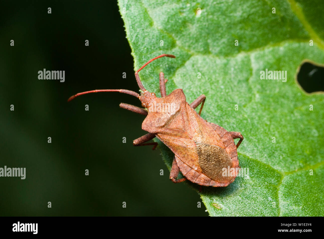 Brown shield bug hi-res stock photography and images - Alamy