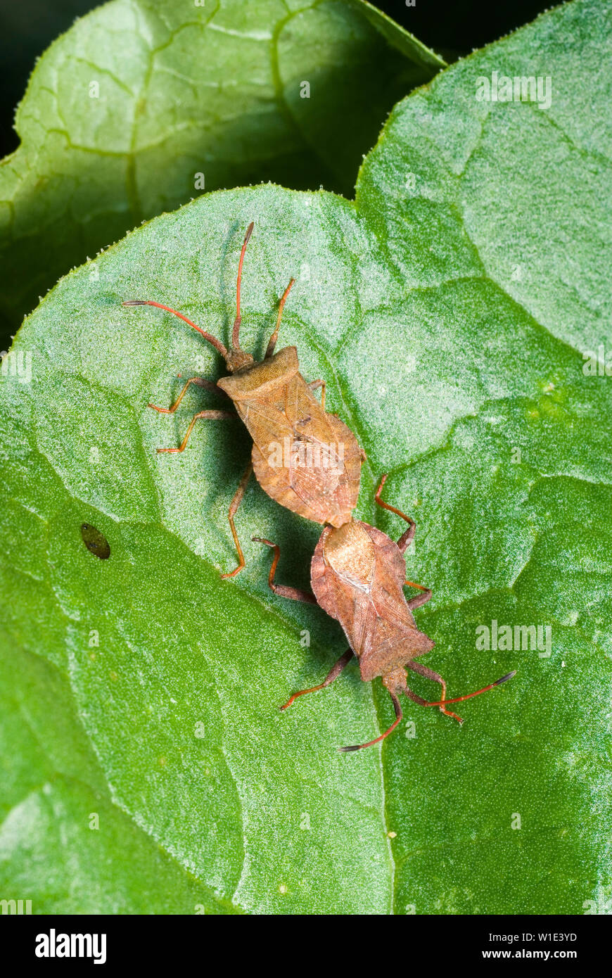 Brown stink bug hi-res stock photography and images - Alamy