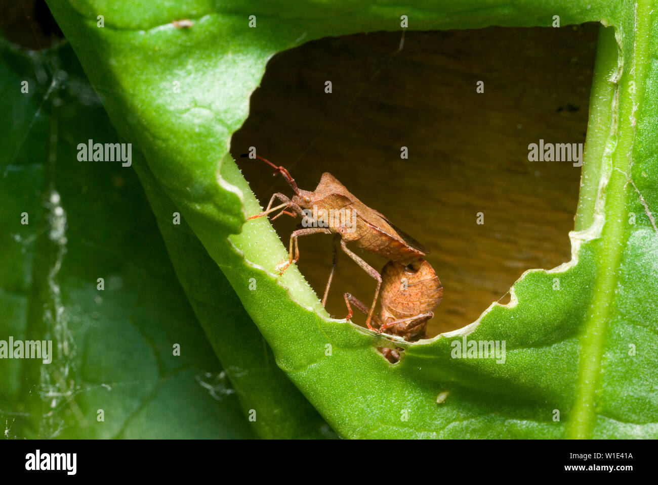 Brown shield bug hi-res stock photography and images - Alamy