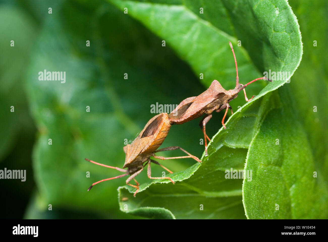 Brown Shield Bug Stock Photo - Alamy