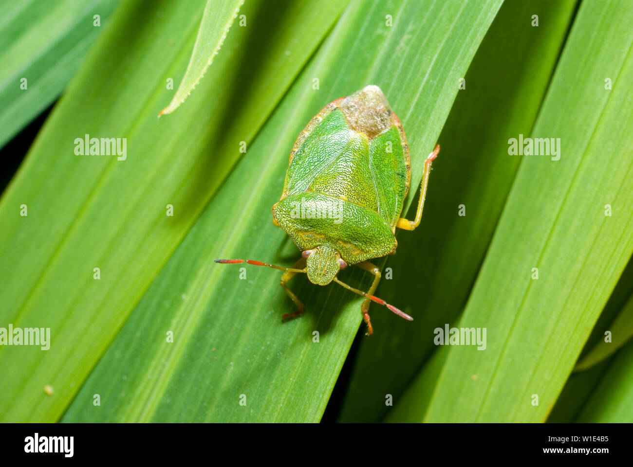 Green Shield Bug Stock Photo - Alamy