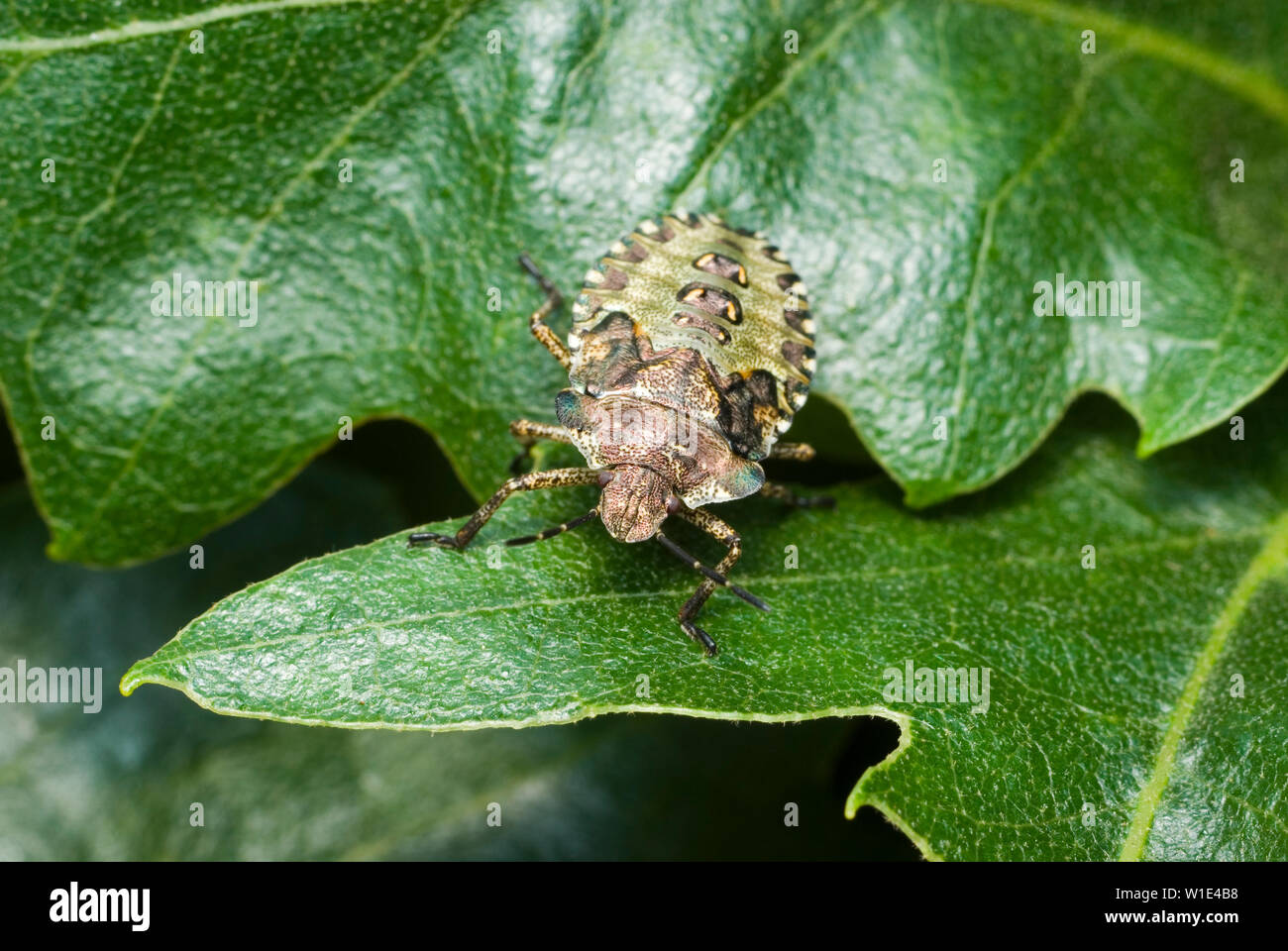 Instar nymph hi-res stock photography and images - Alamy