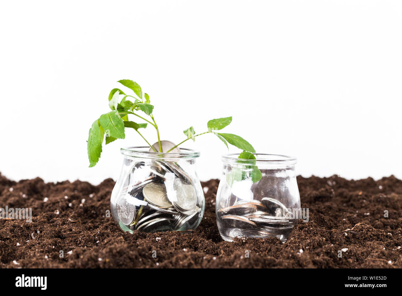 trees growing on coins Stock Photo - Alamy