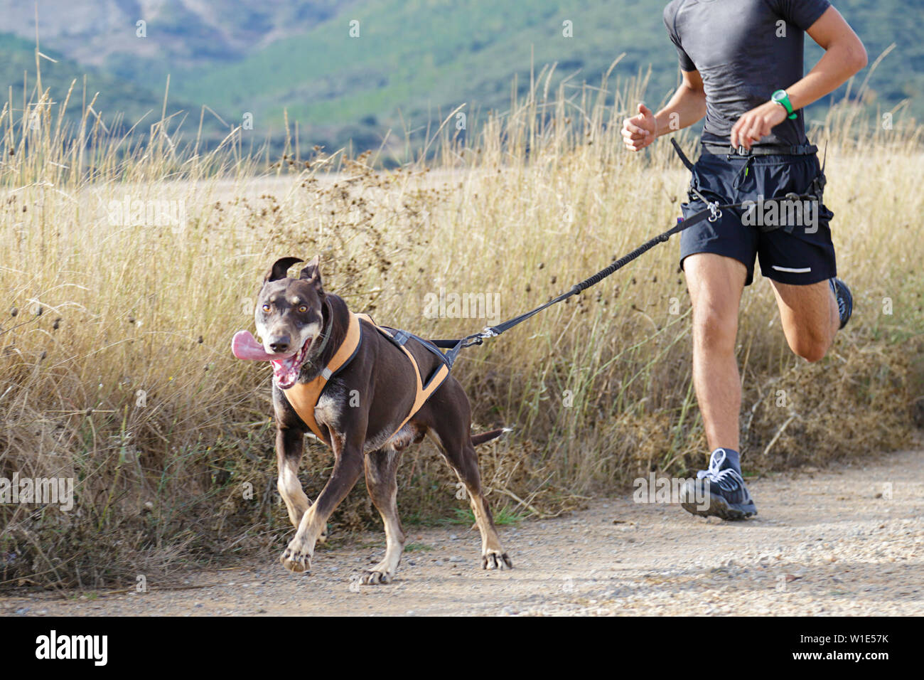 Dog and man taking part in a popular canicross race Stock Photo - Alamy