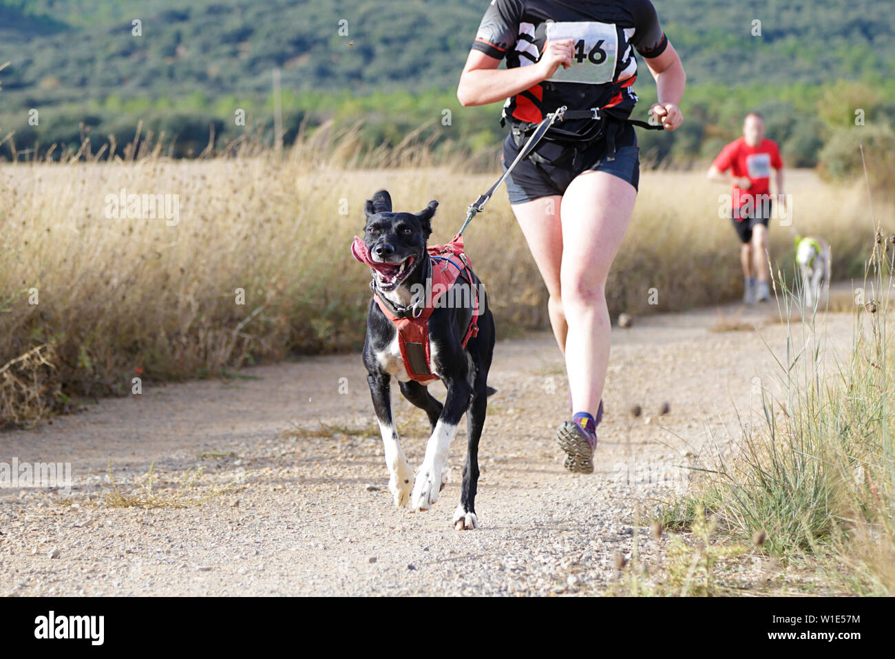 Several athletes and their dogs taking part in a popular canicross race ...