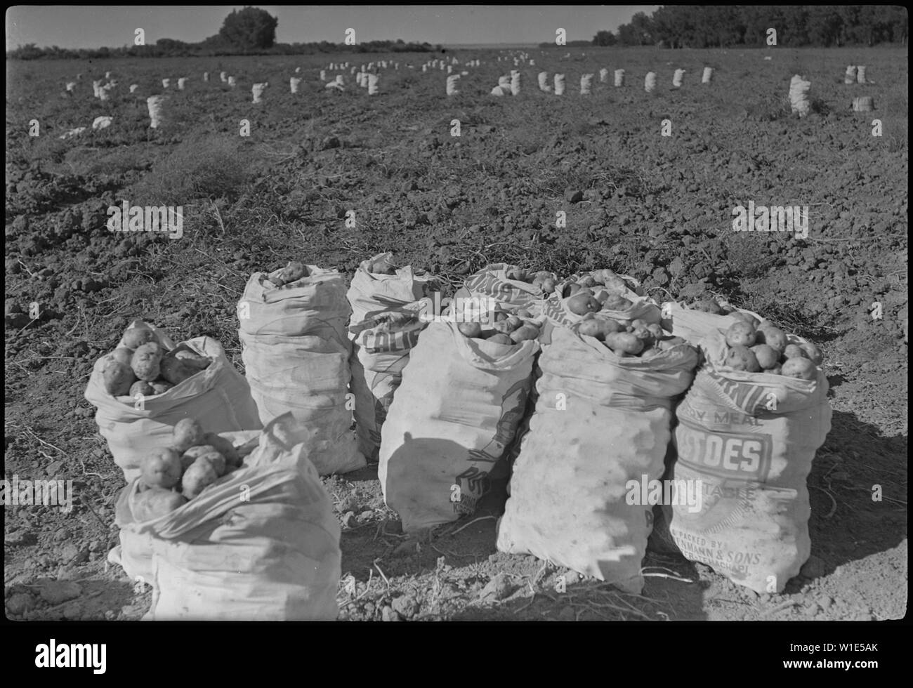 Granada Relocation Center, Amache, Colorado. Part of the potato crop ...