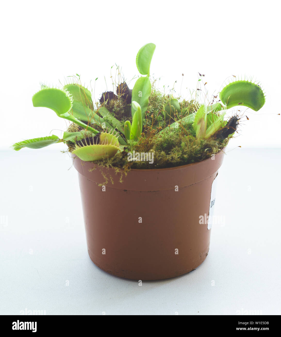 Potted Predator Venus Flytrap, Dionaea Muscipula Typical form. Venus ...