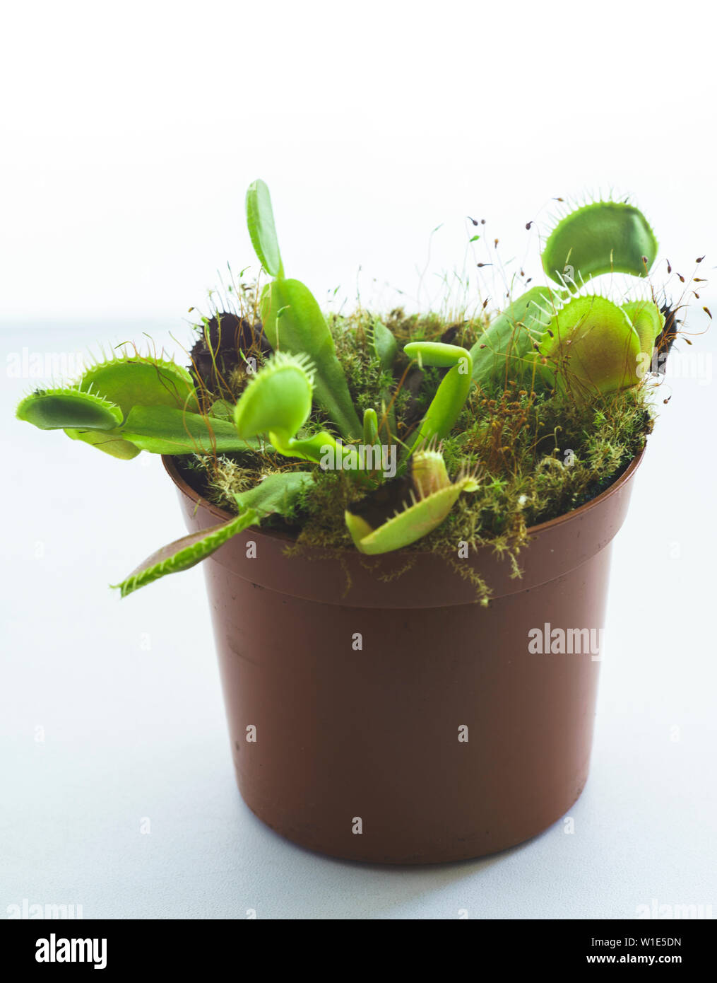Potted Predator Venus Flytrap, Dionaea Muscipula Typical form. Venus ...
