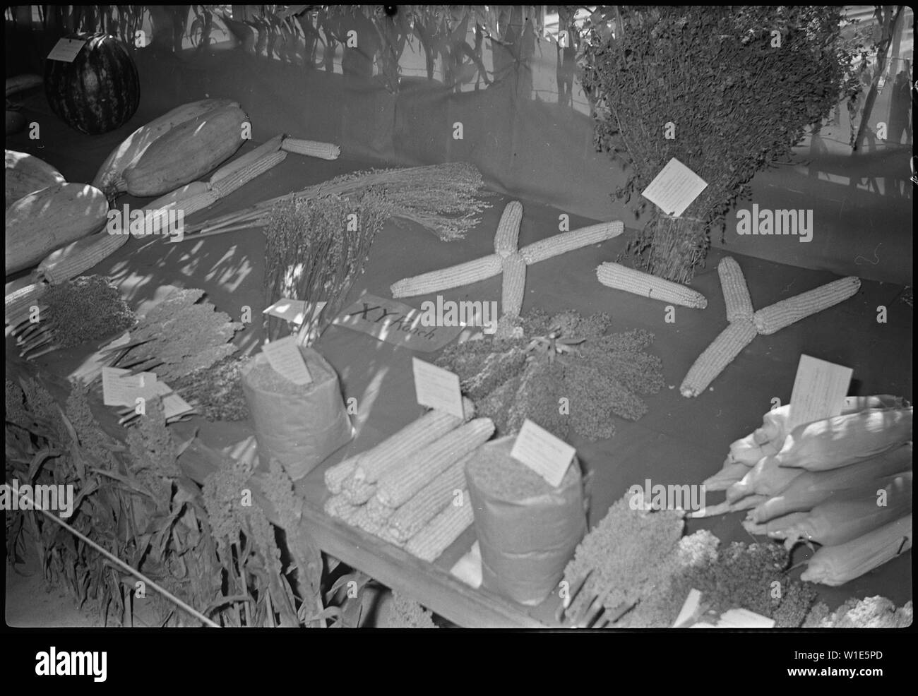 Granada Relocation Center, Amache, Colorado. Sorghum, corn, and other ...