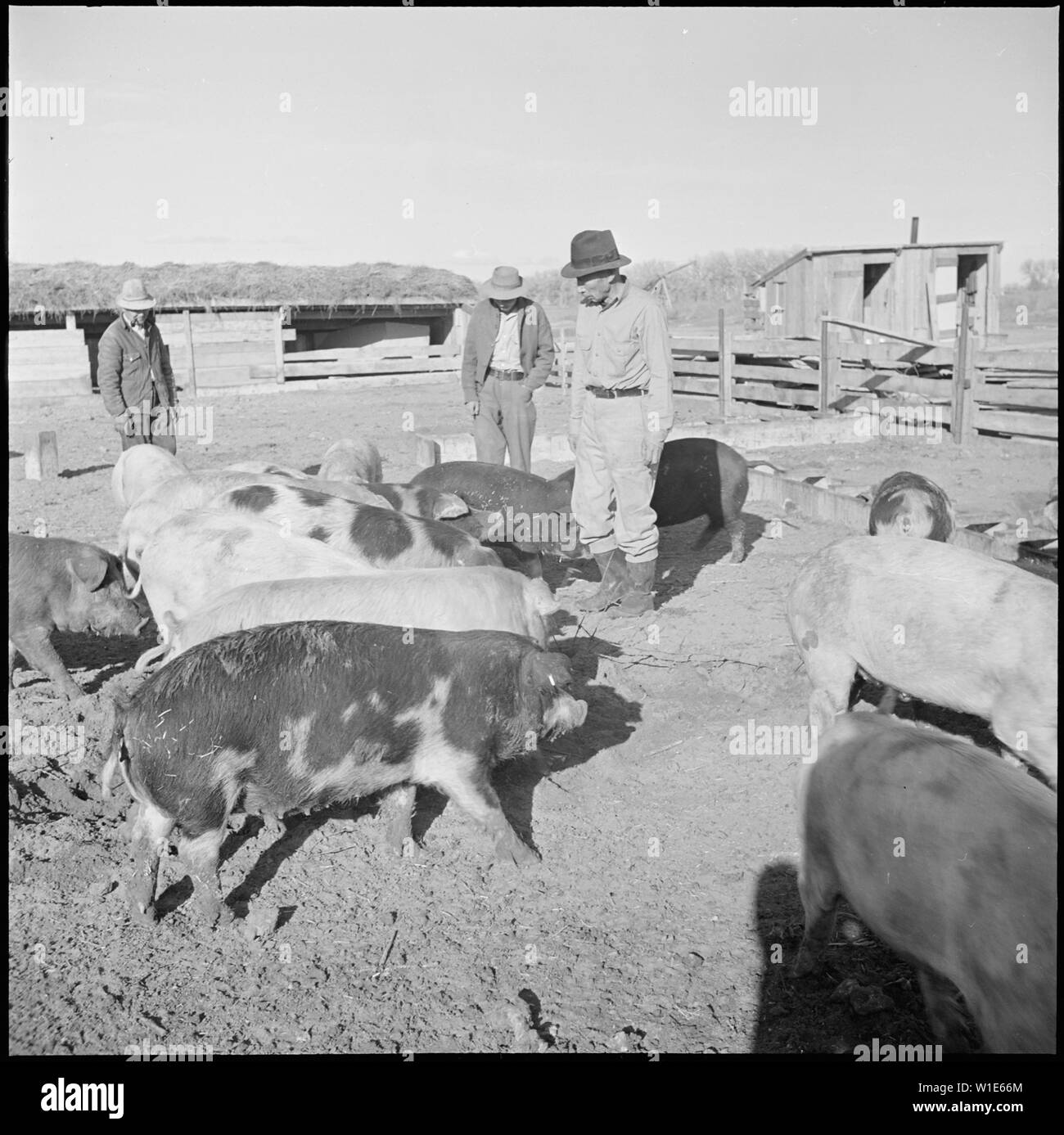 Granada Relocation Center, Amache, Colorado. The Amache center hog ...